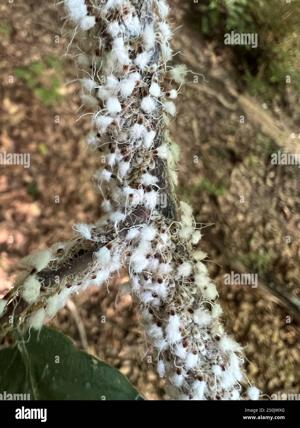 Beech Blight Aphid (Grylloprociphilus imbricator Stock Photo - Alamy
