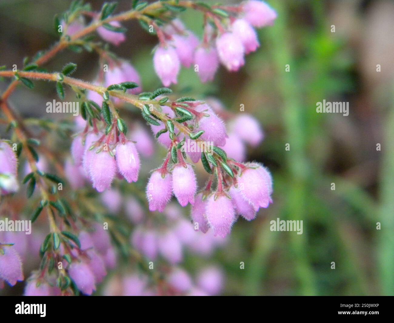 Hairyflower Heath (Erica hirtiflora Stock Photo - Alamy