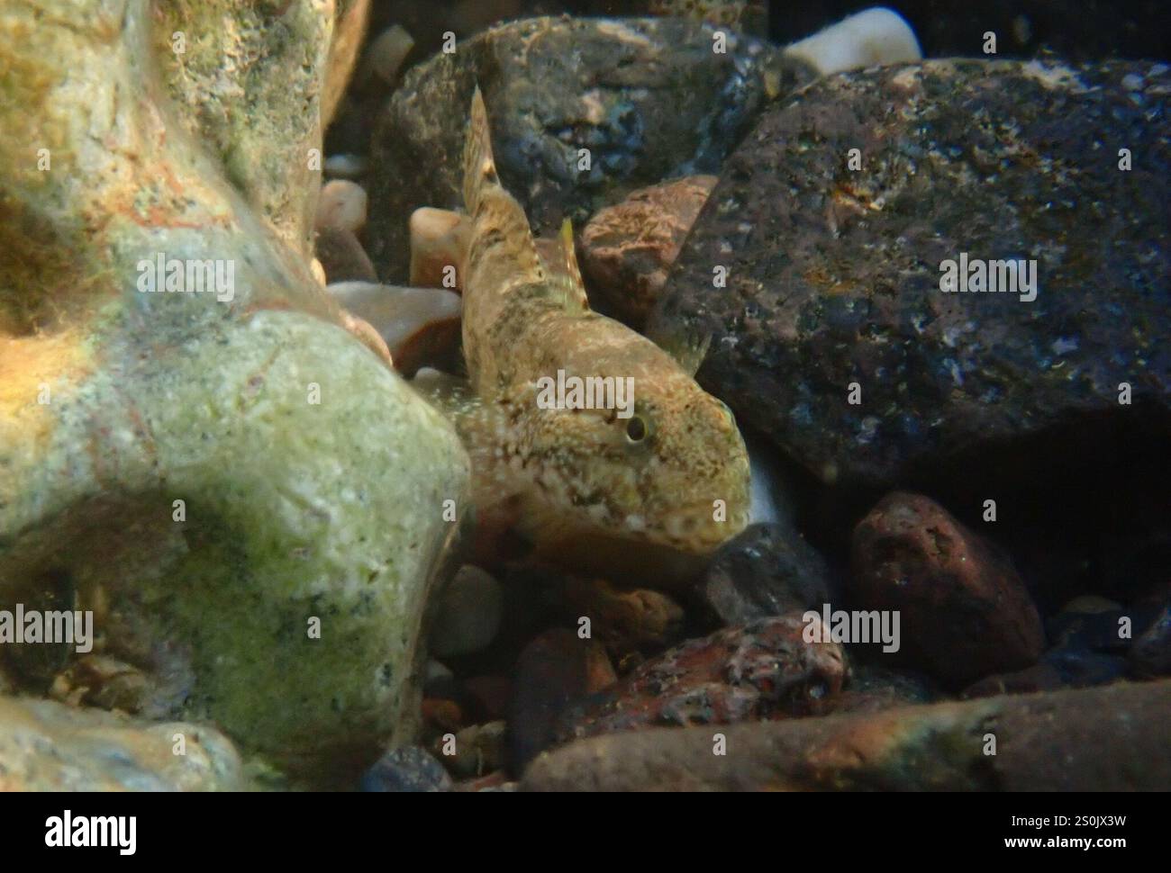 Giant Goby (Gobius cobitis Stock Photo - Alamy