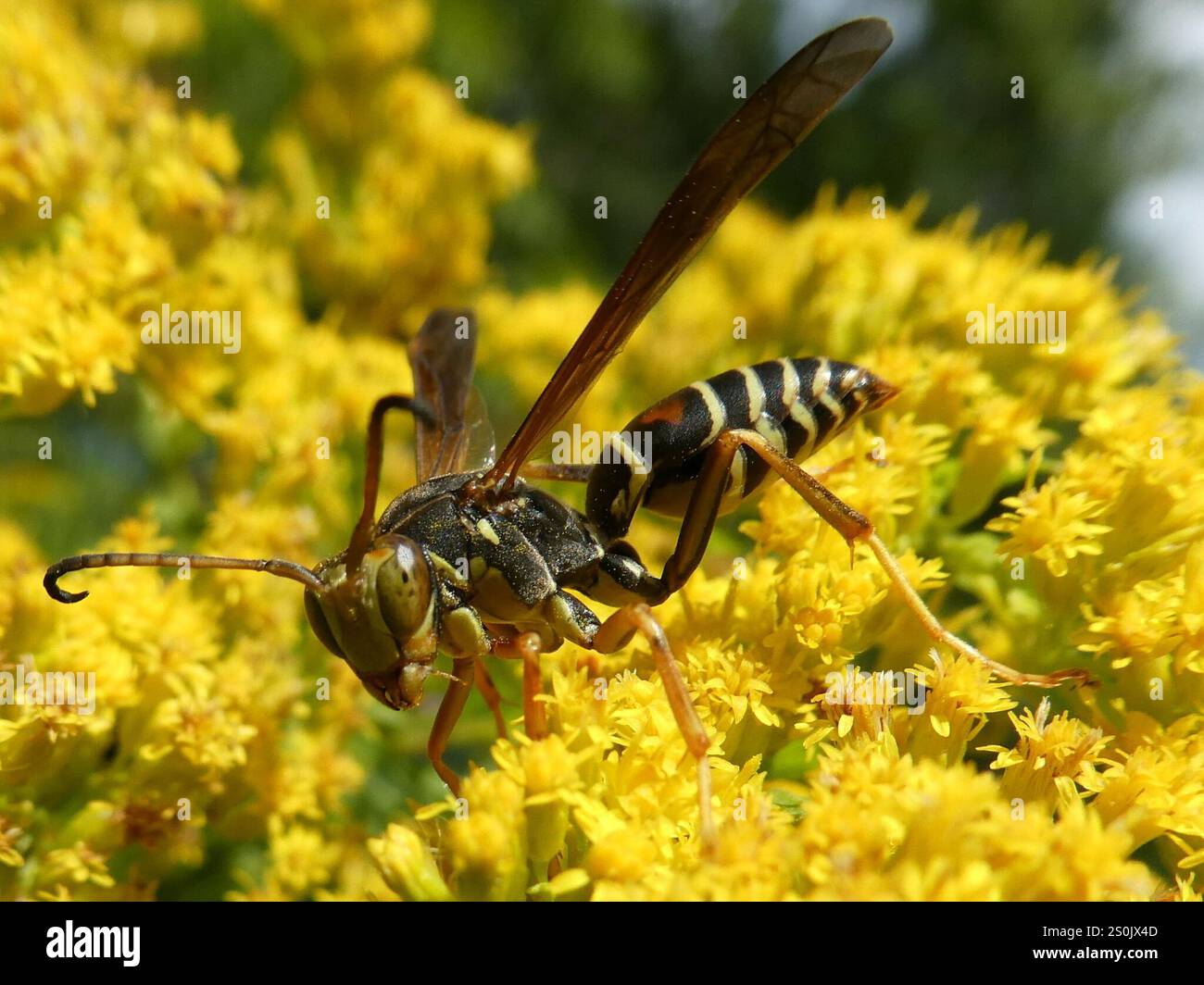 Northern Paper Wasp (Polistes fuscatus Stock Photo - Alamy