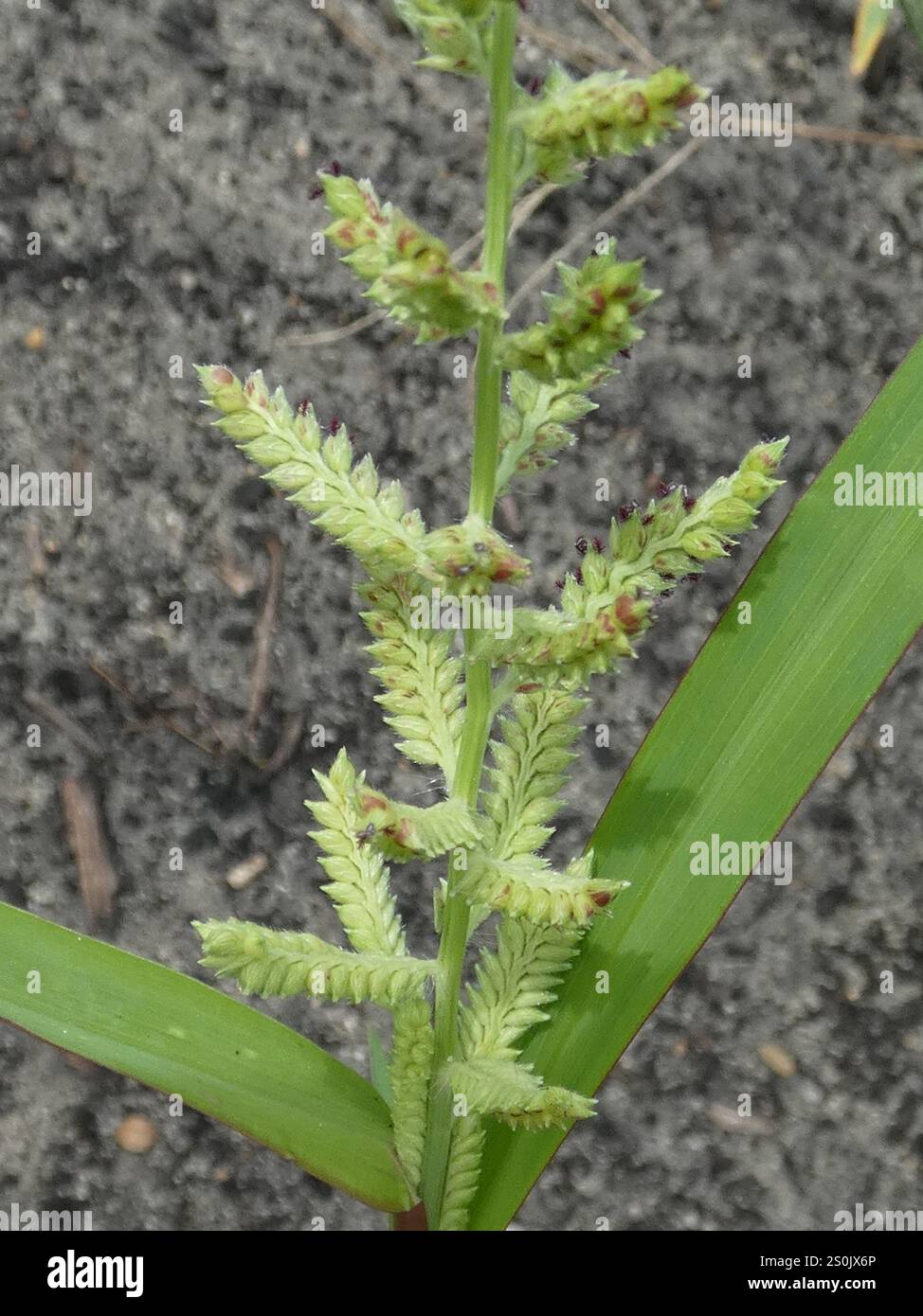 Barnyard Grasses (Echinochloa Stock Photo - Alamy