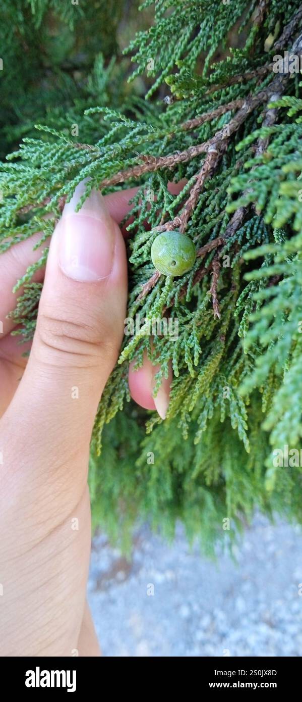Greek juniper (Juniperus excelsa Stock Photo - Alamy