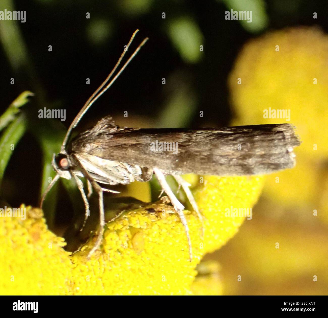 Dotted Oak Knot-horn (Phycita roborella Stock Photo - Alamy
