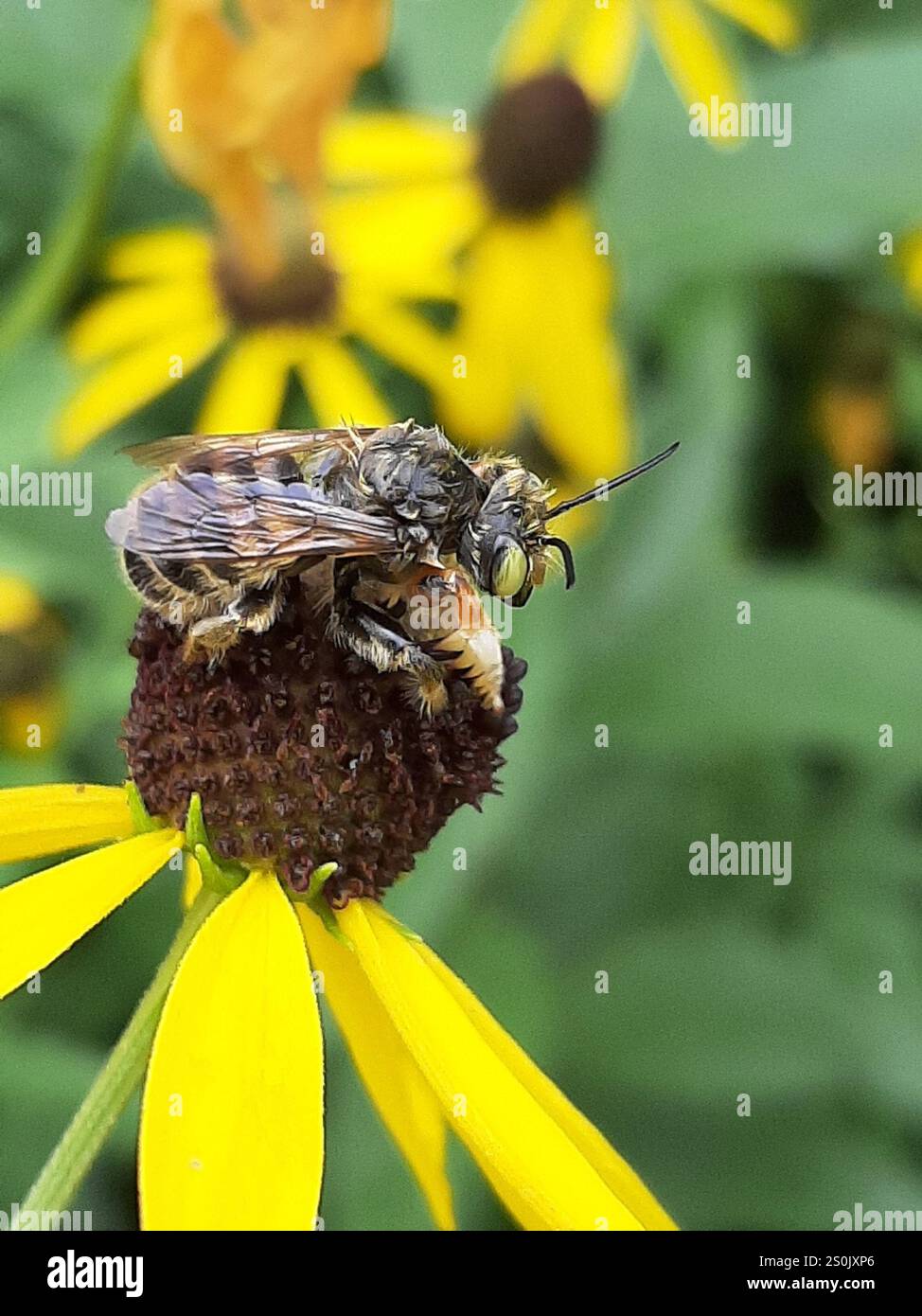 broad-handed leafcutter bee (Megachile latimanus Stock Photo - Alamy