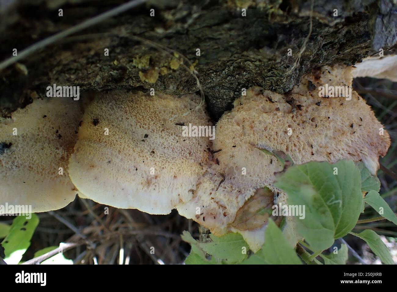 shelf fungi (Polyporales Stock Photo - Alamy