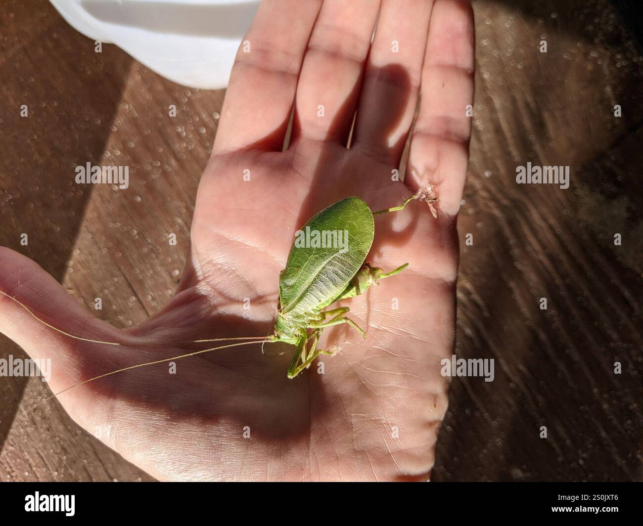 Common True Katydid (Pterophylla camellifolia Stock Photo - Alamy