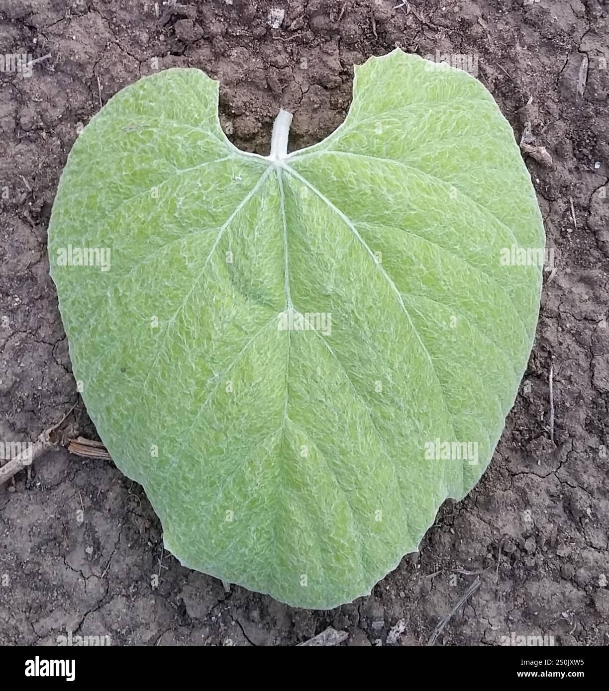 desert wild grape (Vitis girdiana Stock Photo - Alamy