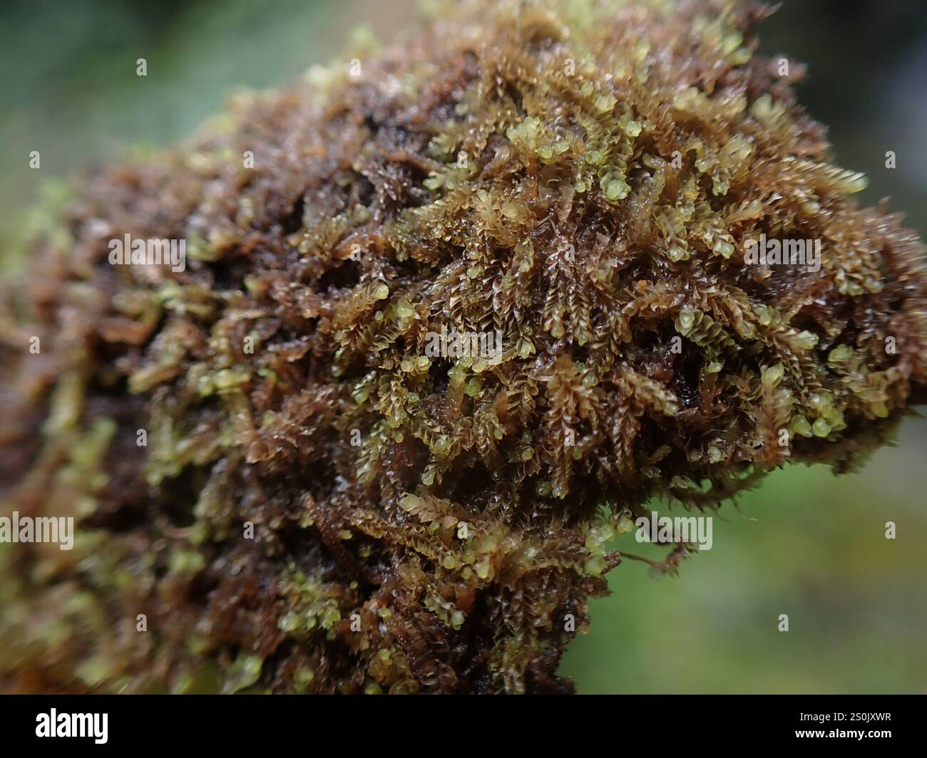 Droplet Notchwort (Lophozia guttulata Stock Photo - Alamy