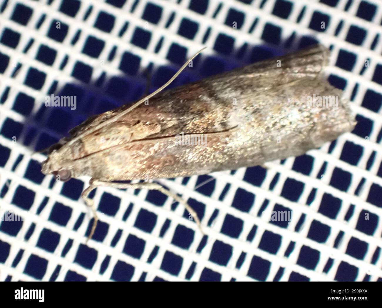 Dotted Oak Knot-horn (Phycita roborella Stock Photo - Alamy