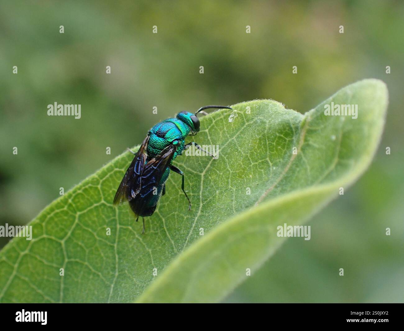 Metallic Bluish-green Cuckoo Wasp (Chrysis angolensis Stock Photo - Alamy