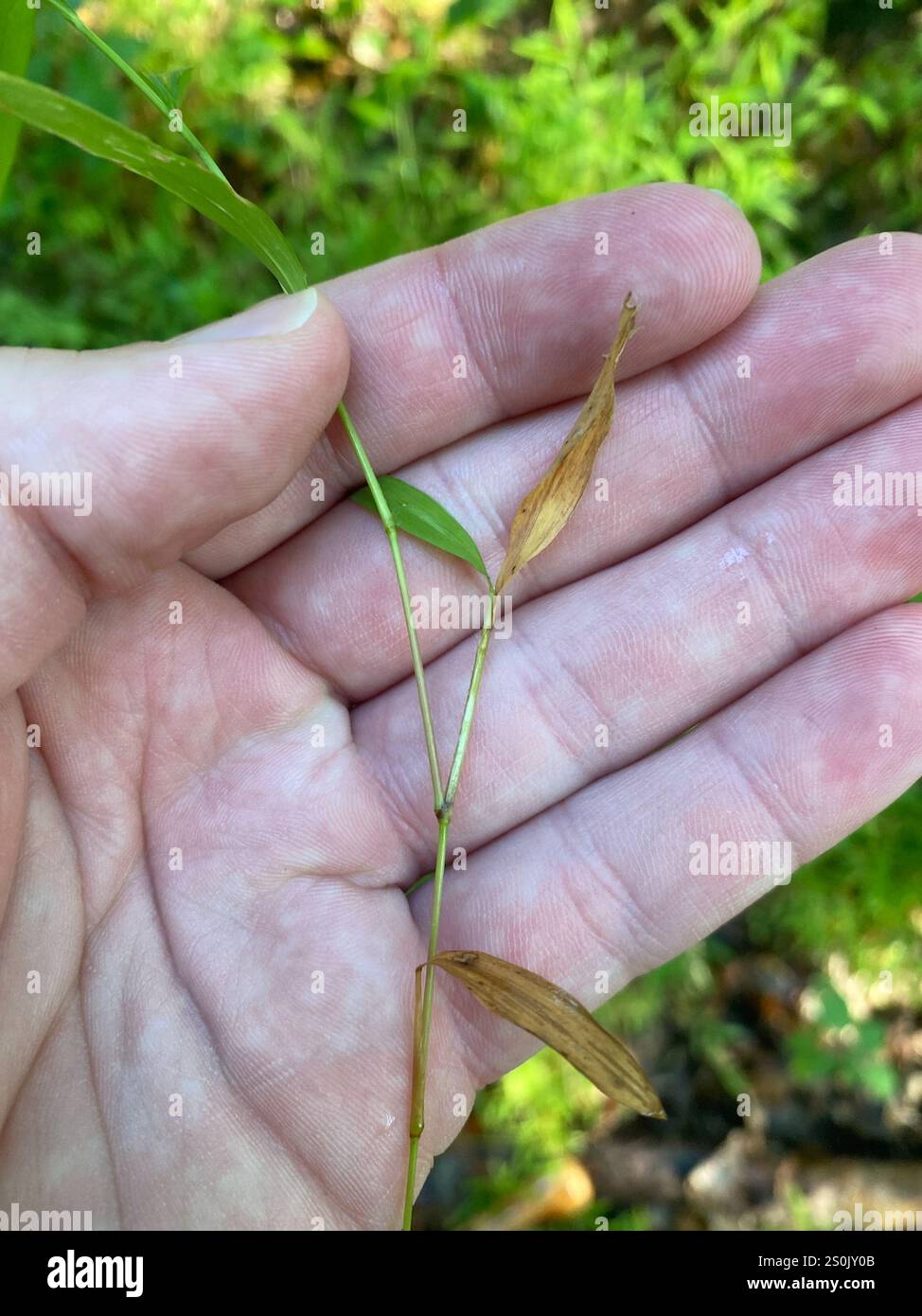 Japanese stiltgrass (Microstegium vimineum Stock Photo - Alamy