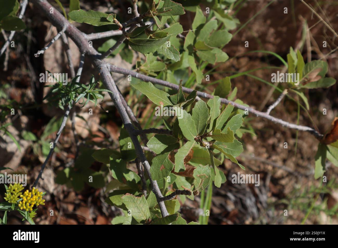 Arizona white oak (Quercus arizonica Stock Photo - Alamy