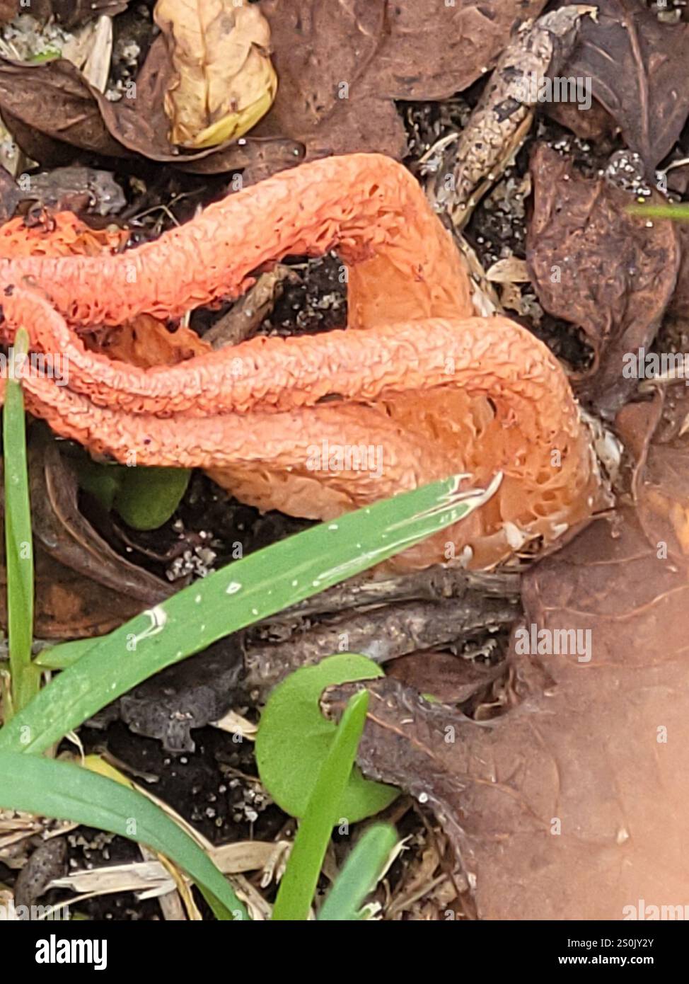 stinky squid (Pseudocolus fusiformis Stock Photo - Alamy