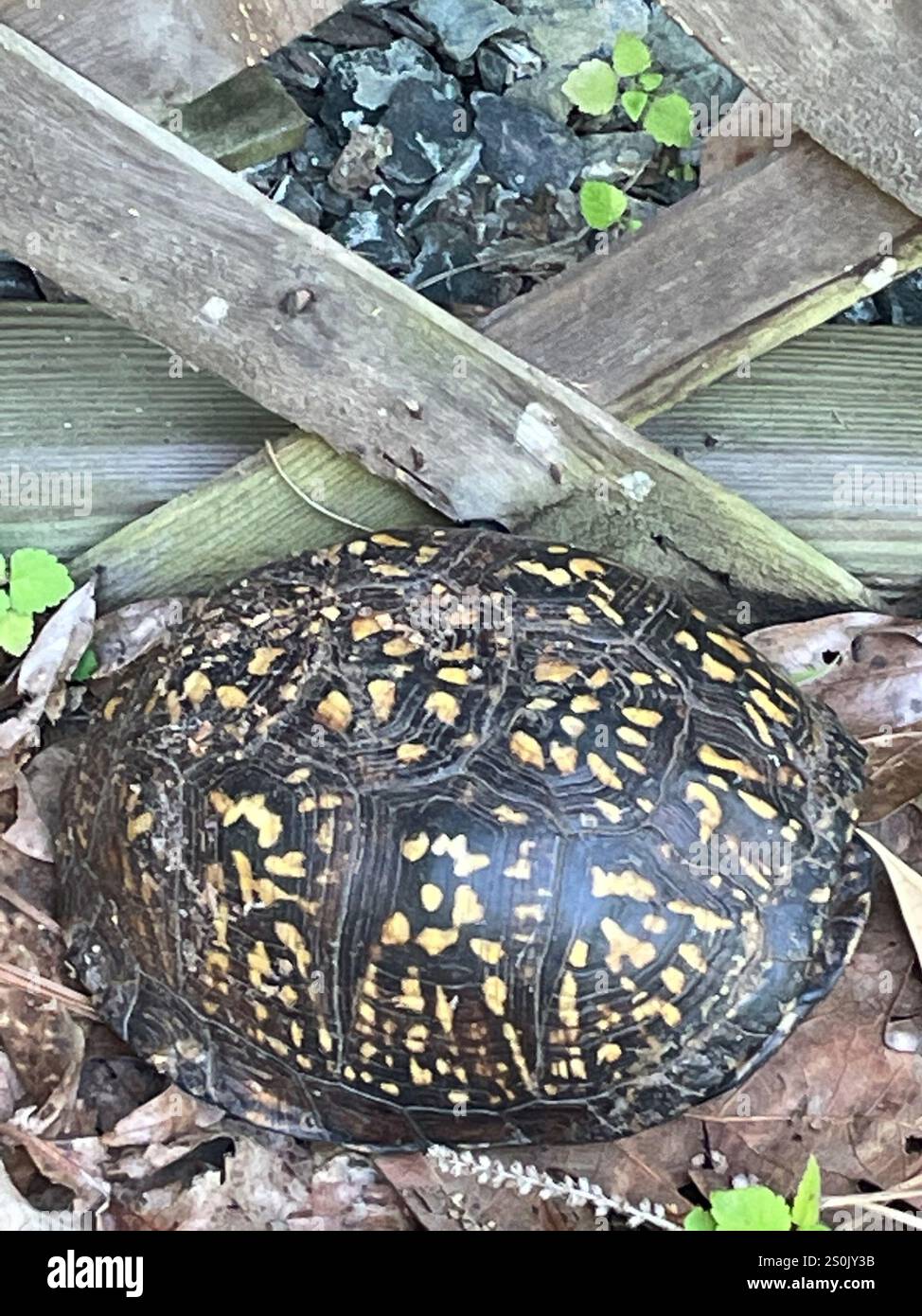 Eastern Box Turtle (Terrapene carolina carolina Stock Photo - Alamy
