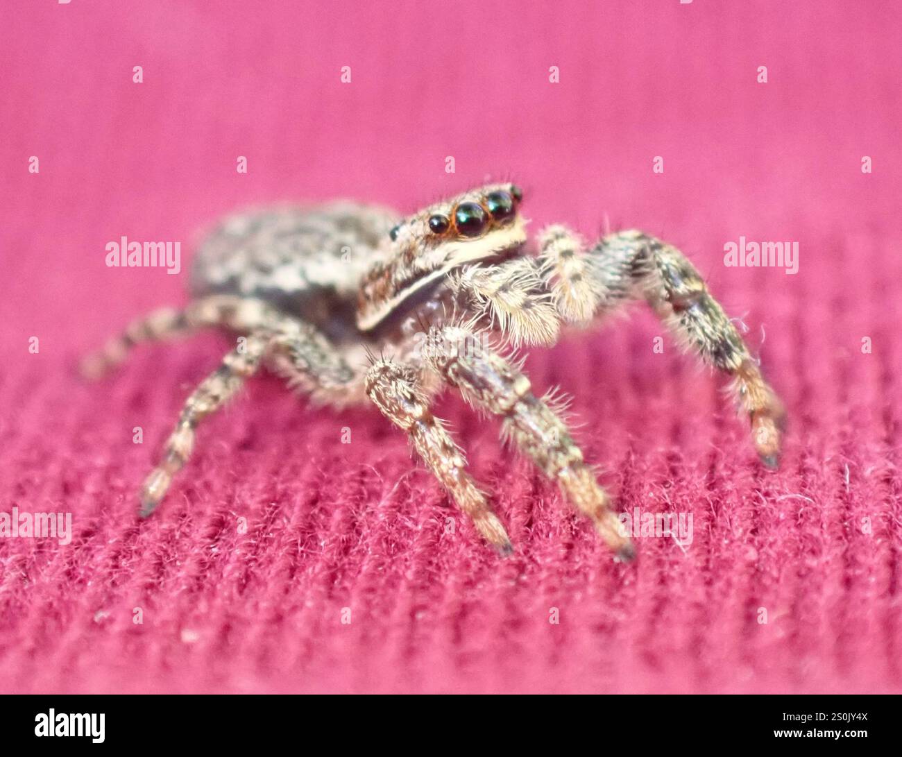Fencepost jumping spider (Marpissa muscosa Stock Photo - Alamy