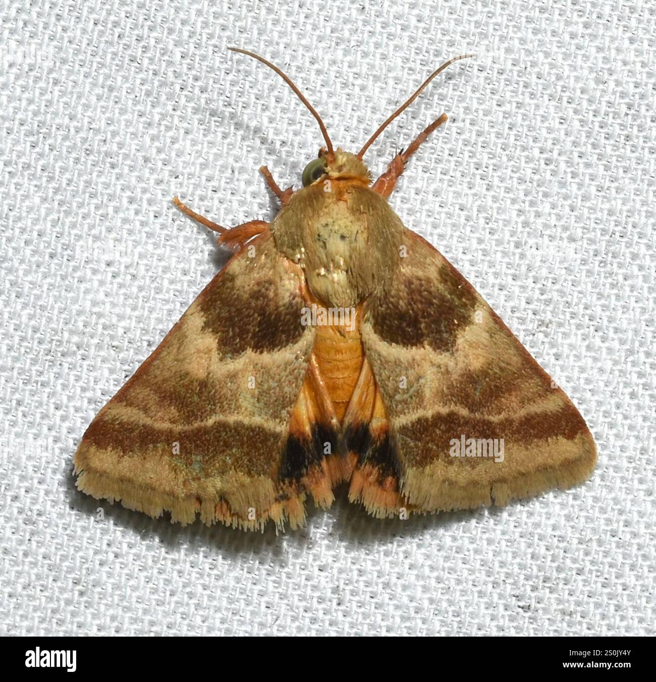 Lynx Flower Moth (Schinia lynx Stock Photo - Alamy