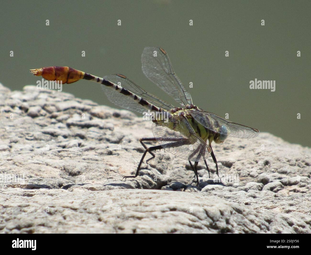Flag-tailed Spinyleg (Dromogomphus spoliatus Stock Photo - Alamy