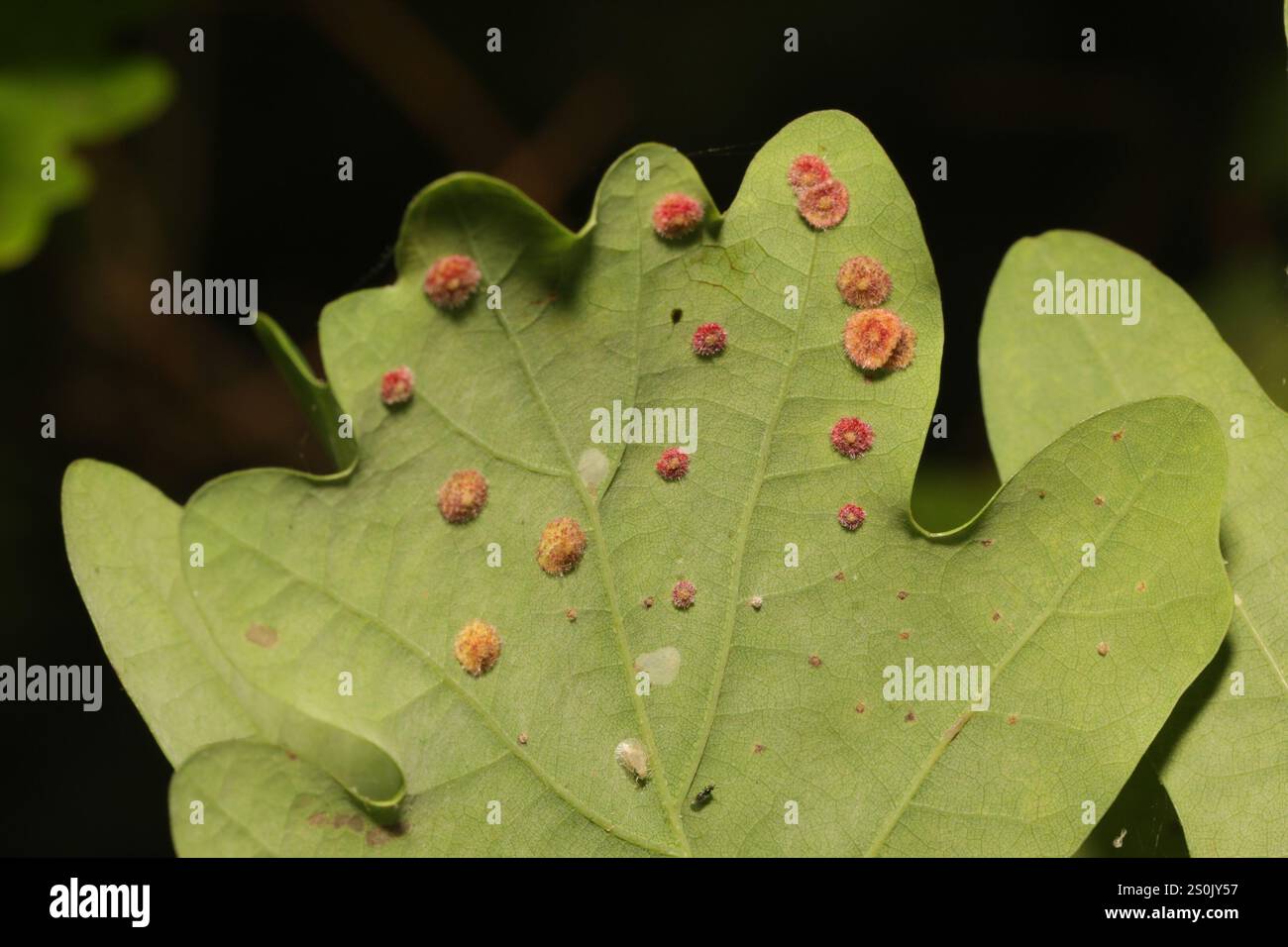 Common Spangle Gall Wasp (Neuroterus quercusbaccarum Stock Photo - Alamy