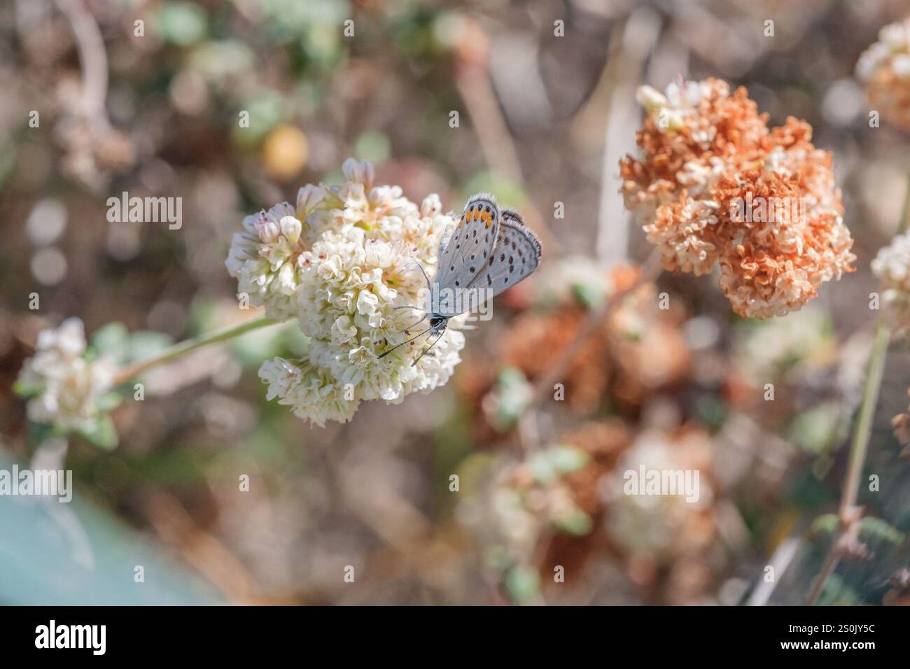 Acmon Blue (Icaricia acmon Stock Photo - Alamy