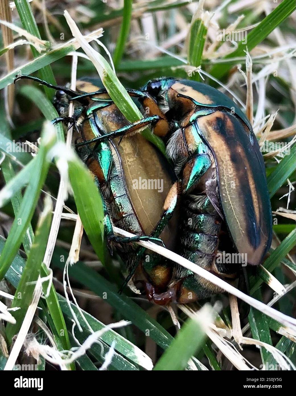 Common Green June Beetle (Cotinis nitida Stock Photo - Alamy