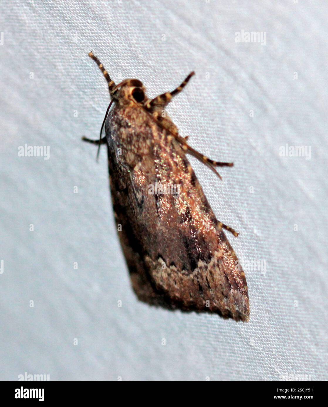 American Copper Underwing (Amphipyra pyramidoides Stock Photo - Alamy