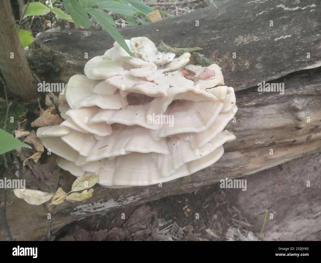 Northern Tooth (Climacodon septentrionalis Stock Photo - Alamy