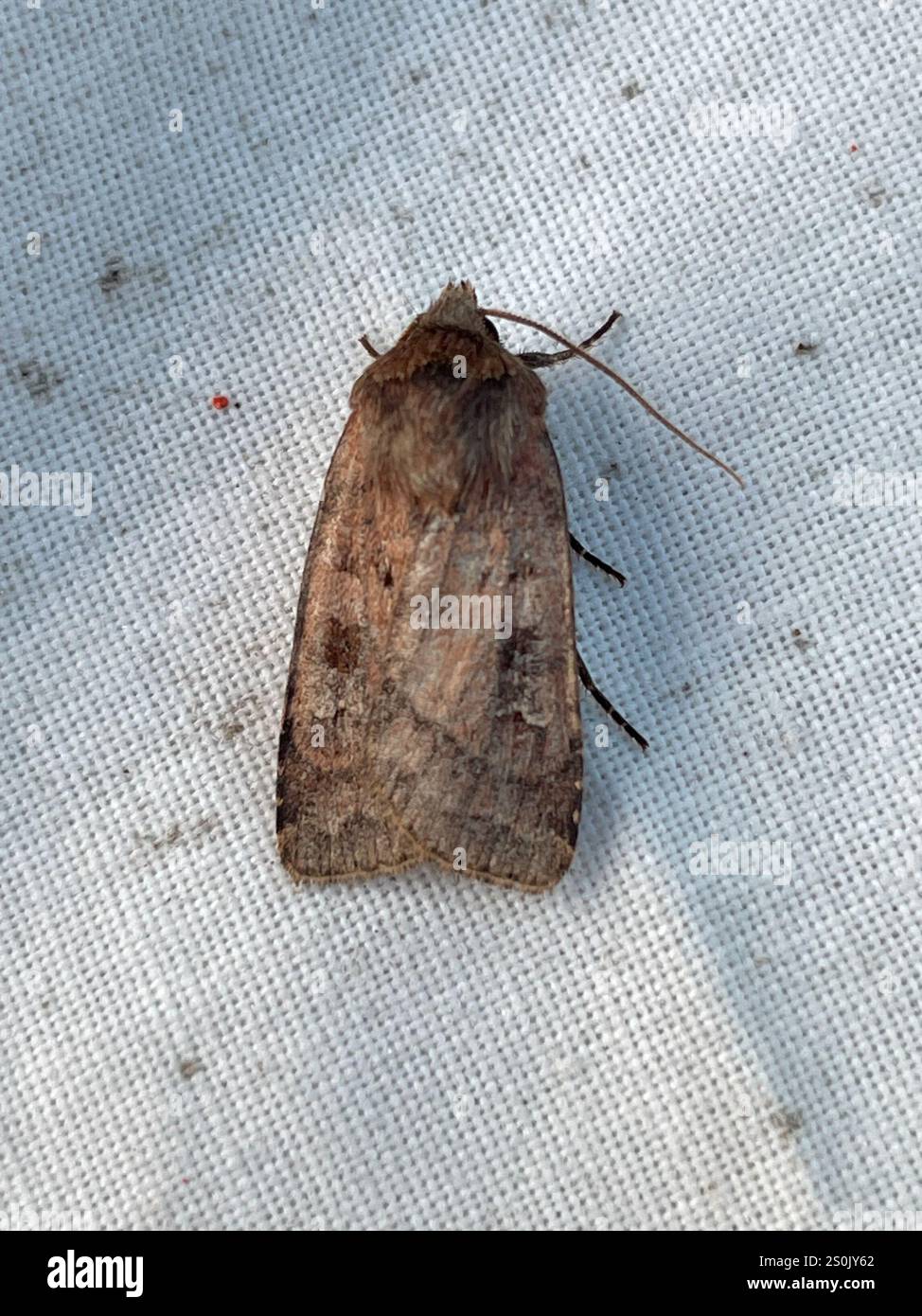 Small Square-spot (Diarsia rubi Stock Photo - Alamy