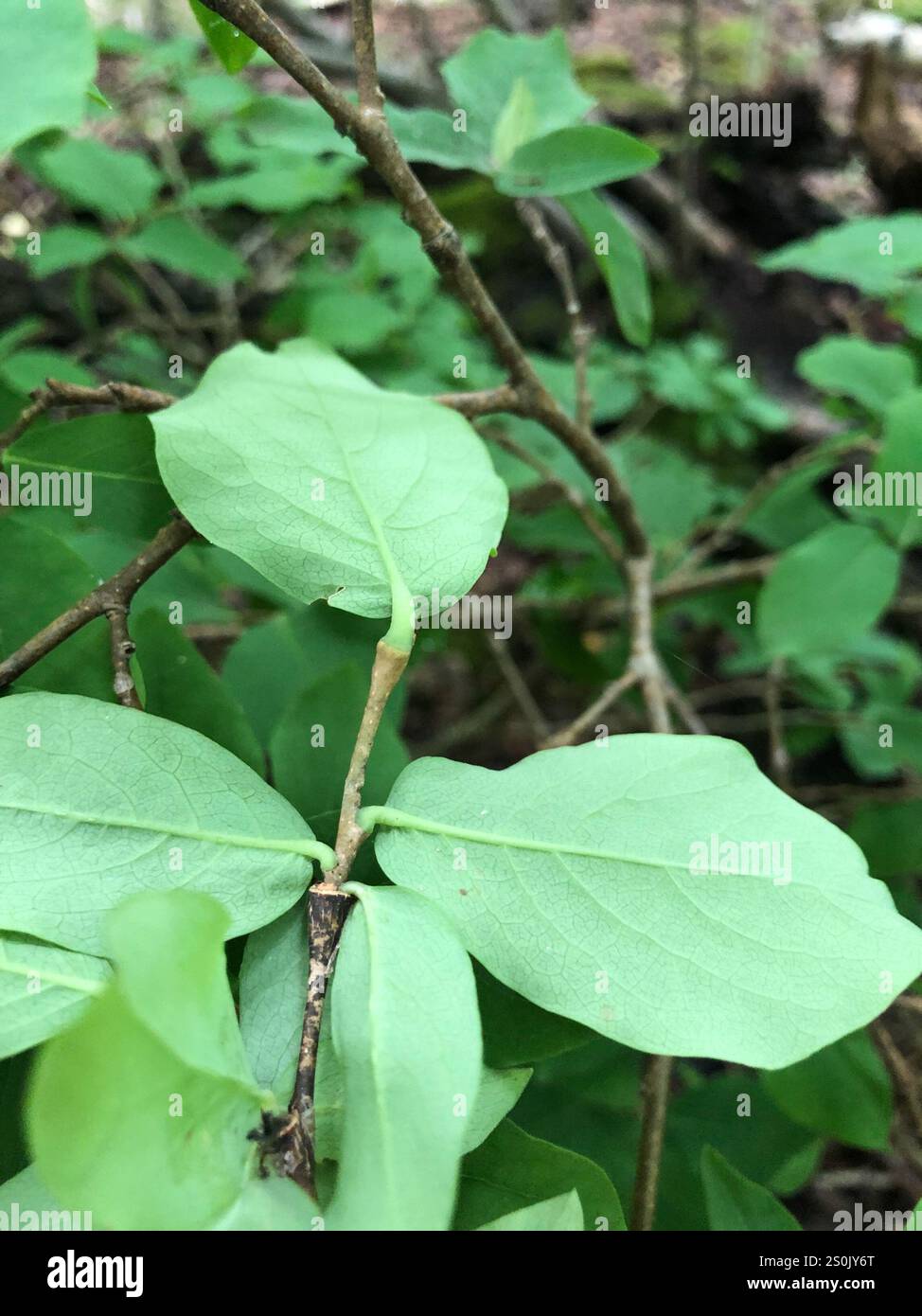 eastern leatherwood (Dirca palustris Stock Photo - Alamy