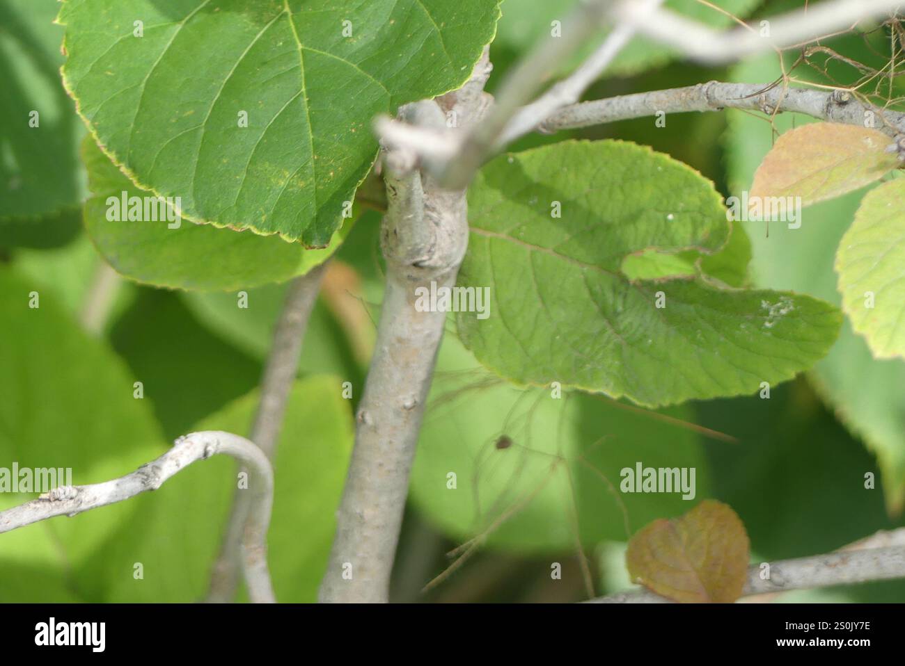 Wayfaring-tree (Viburnum lantana Stock Photo - Alamy