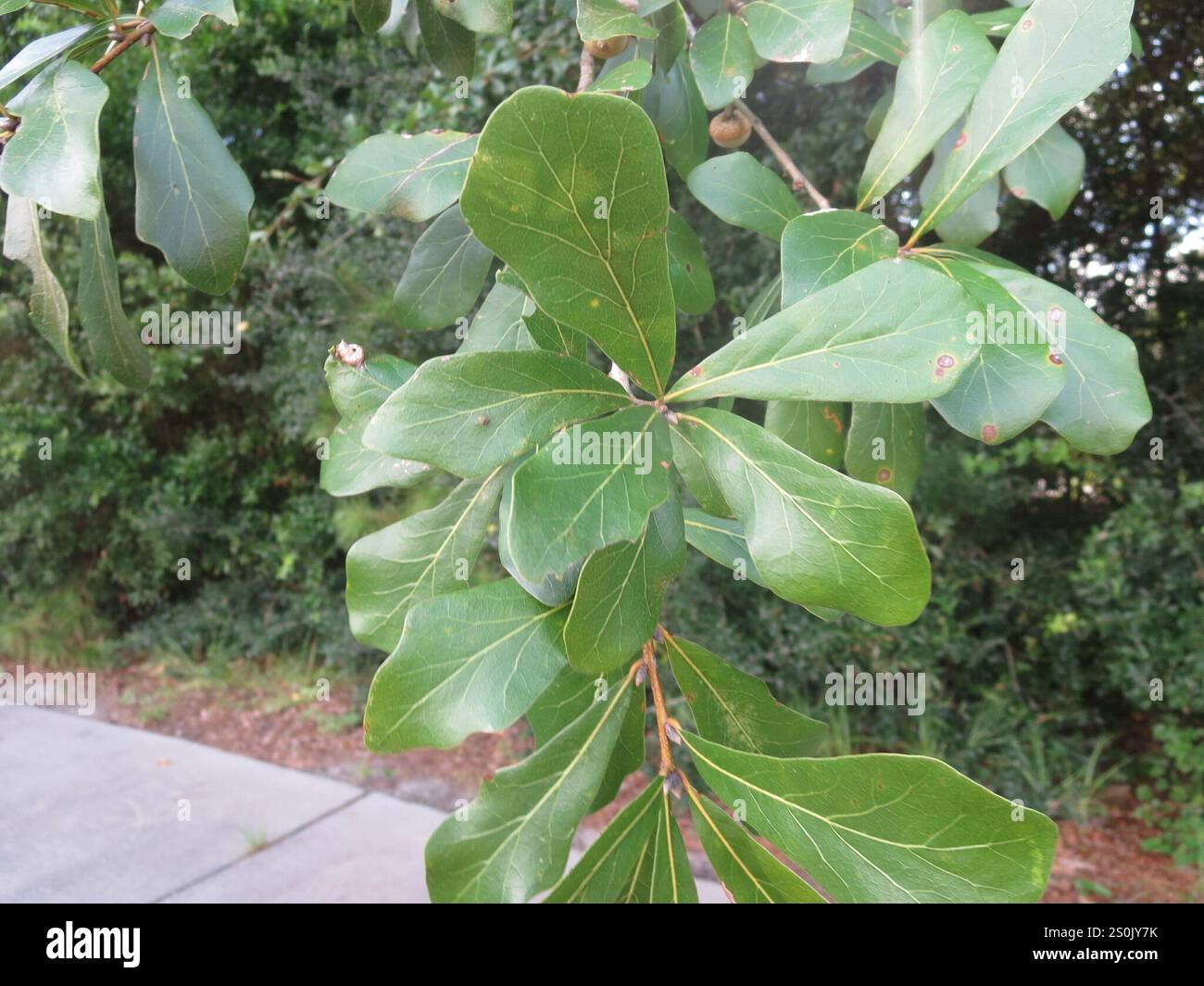 water oak (Quercus nigra Stock Photo - Alamy