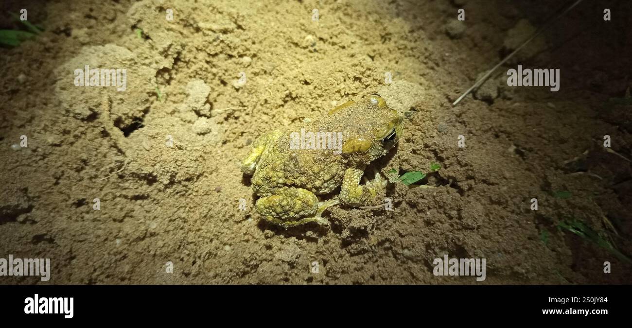 Sand Toad (Vandijkophrynus angusticeps Stock Photo - Alamy