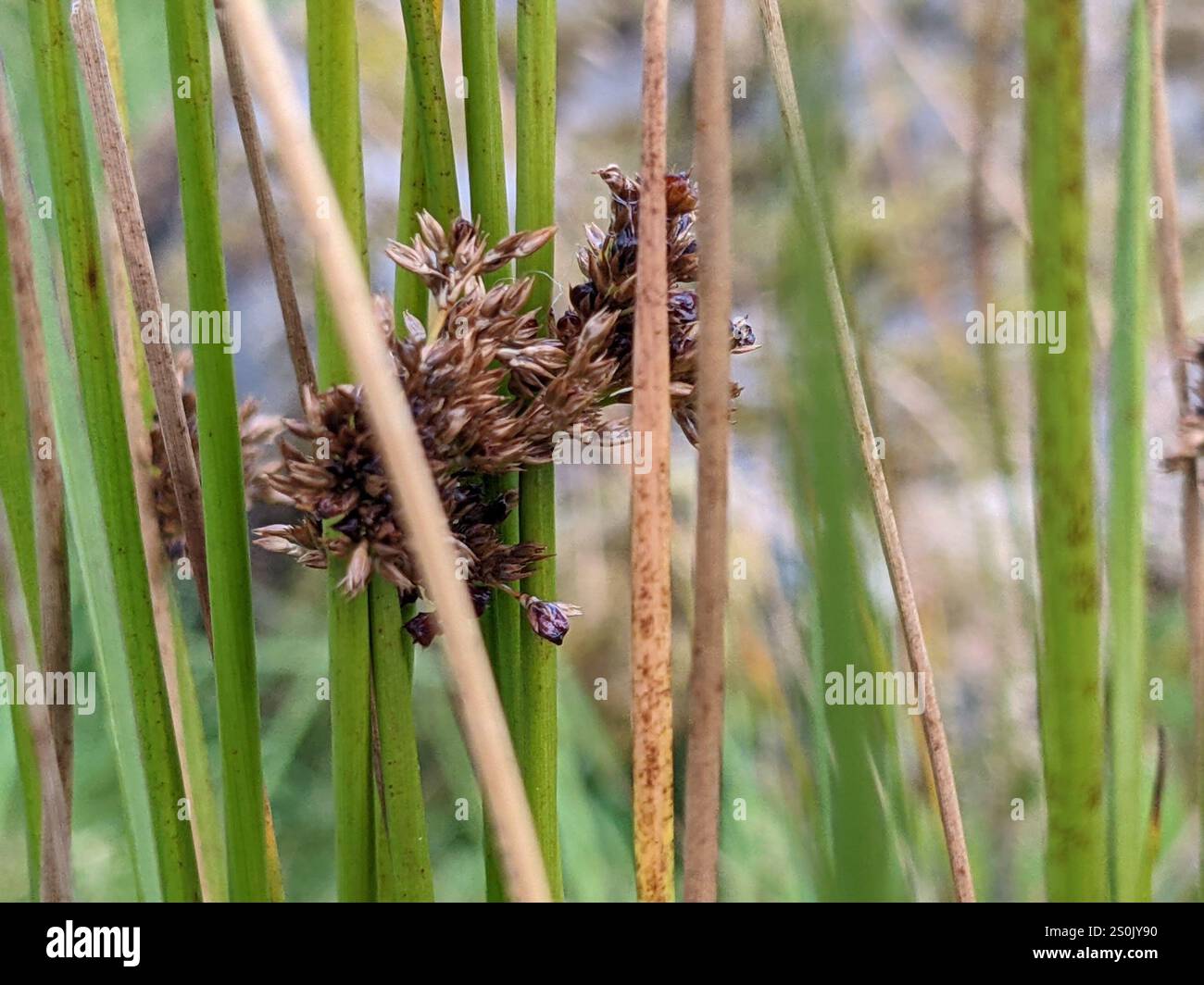 Soft Rush (Juncus effusus Stock Photo - Alamy