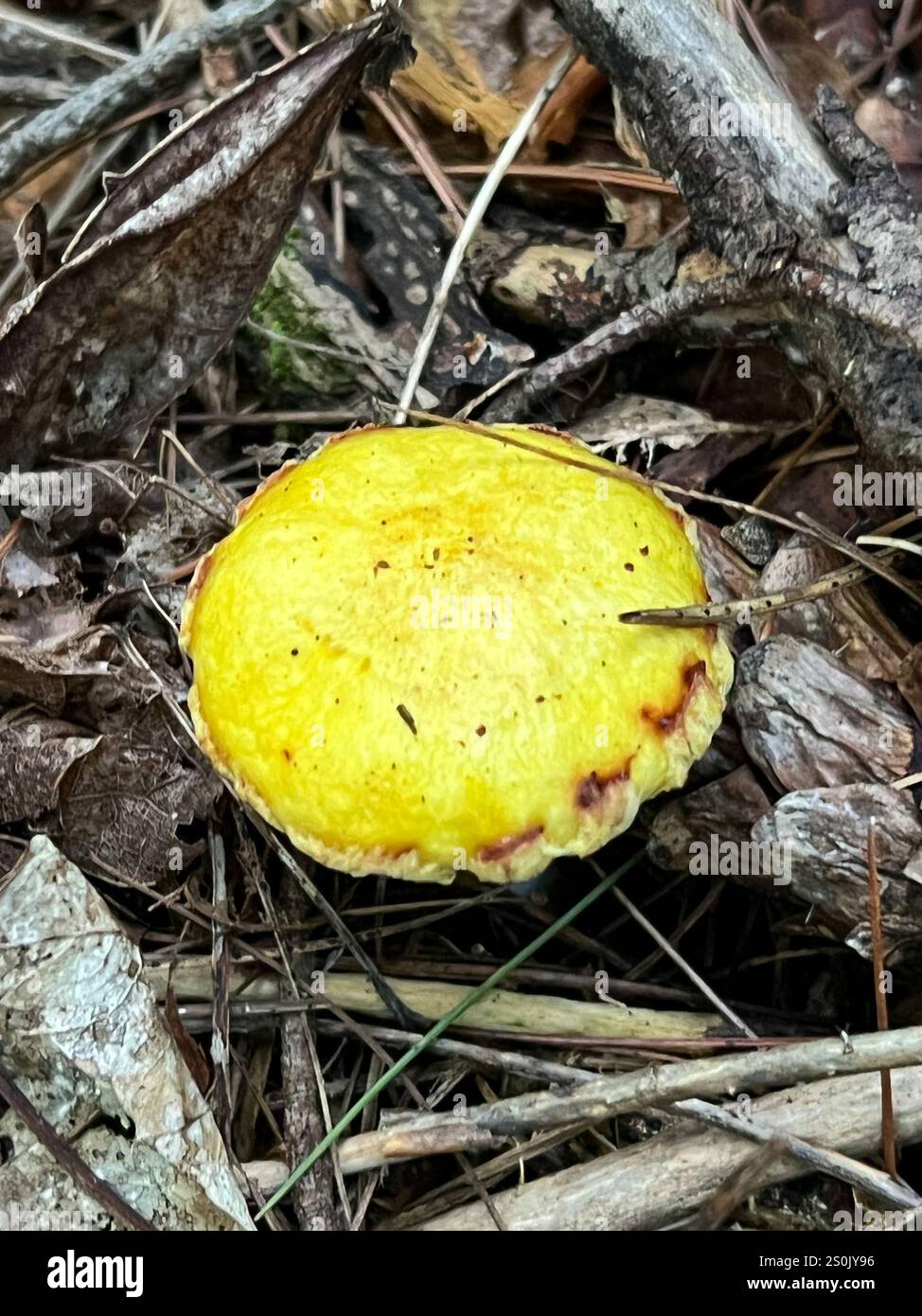 Chicken Fat Mushroom (Suillus americanus Stock Photo - Alamy
