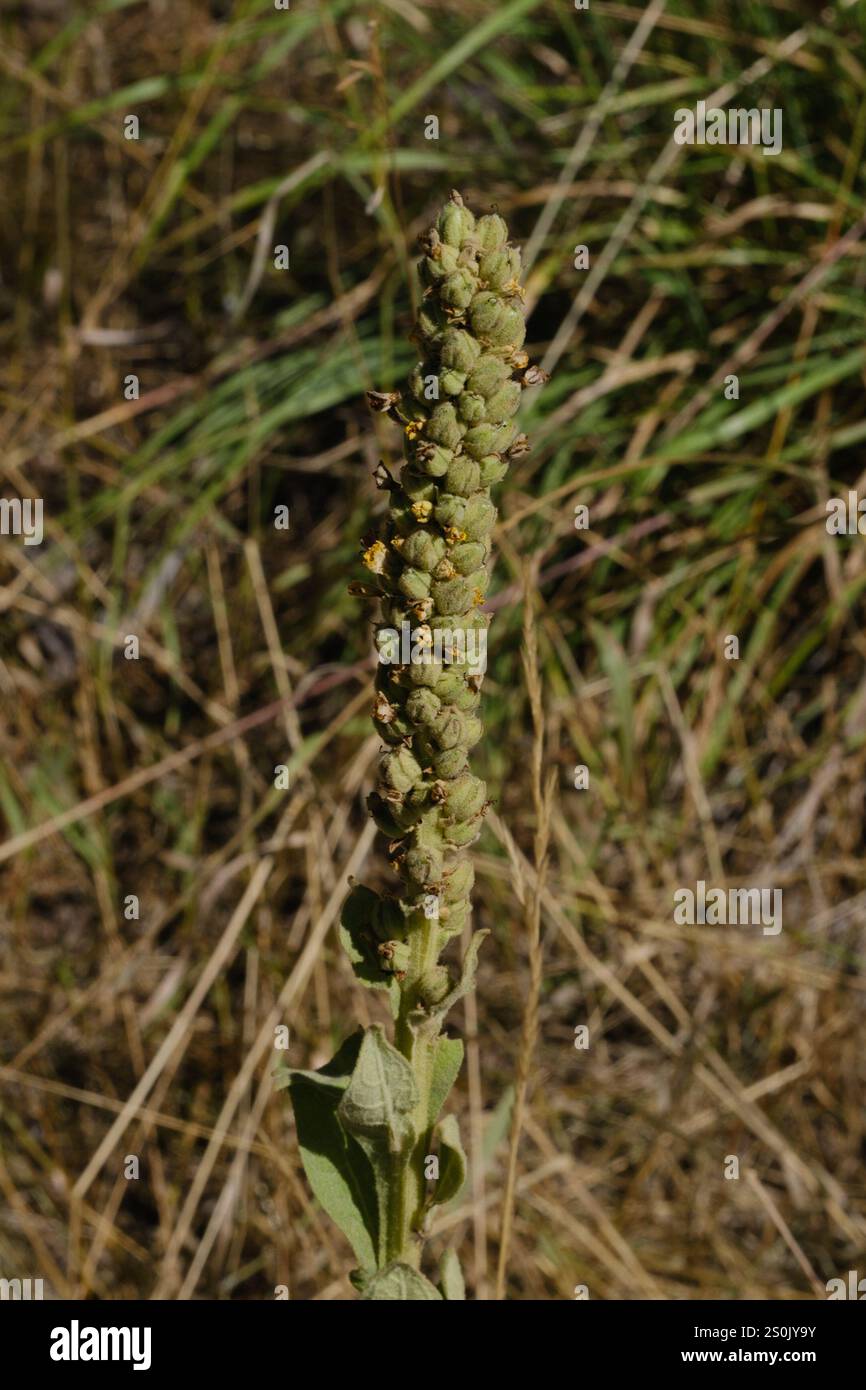 great mullein (Verbascum thapsus Stock Photo - Alamy