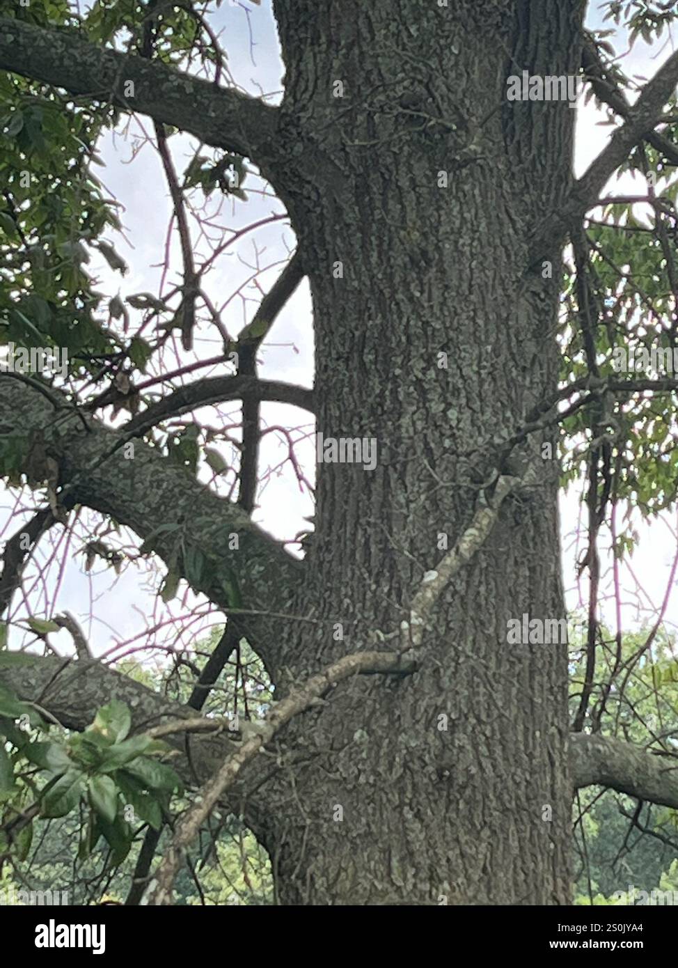shingle oak (Quercus imbricaria Stock Photo - Alamy