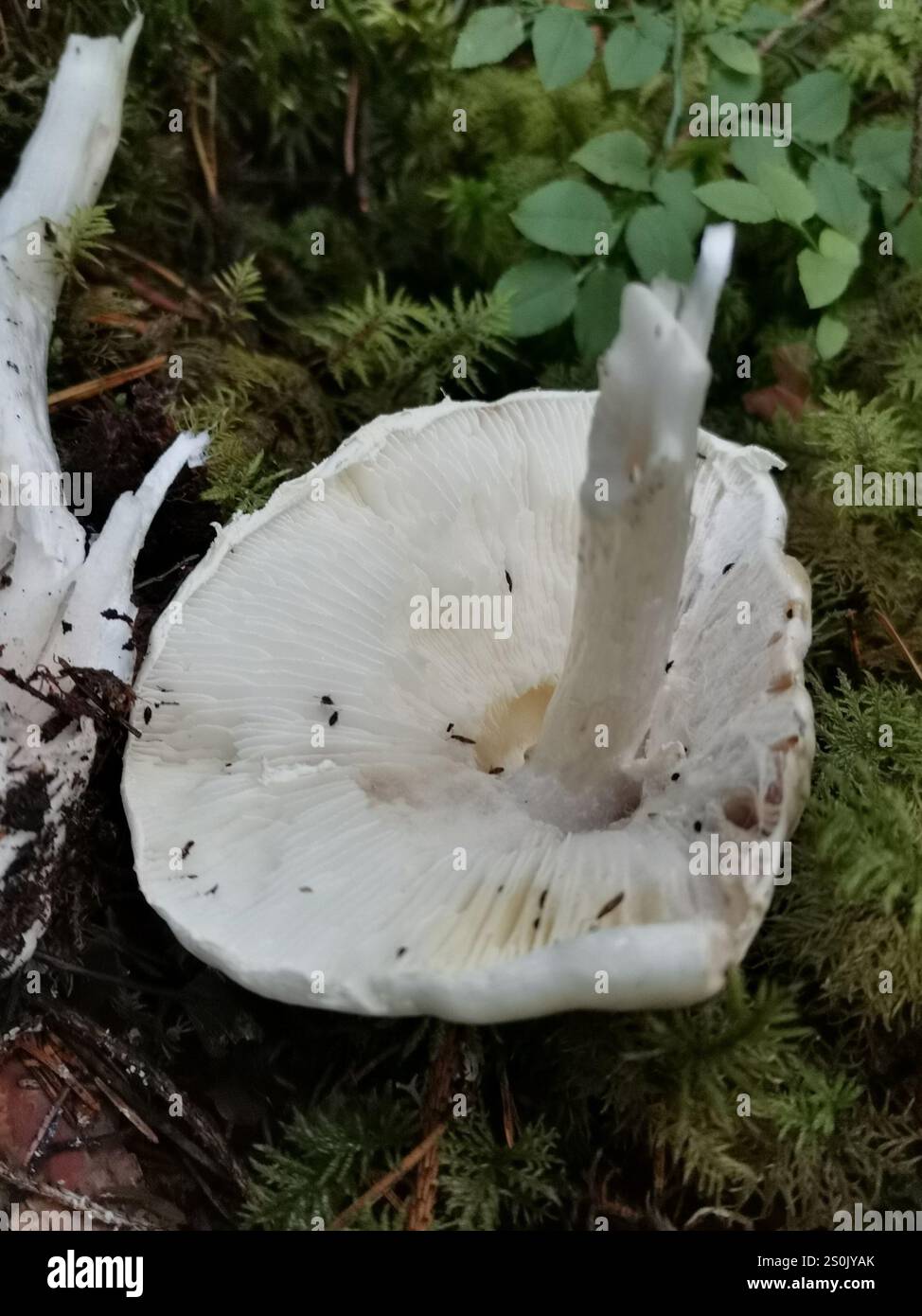 European Destroying Angel (Amanita virosa Stock Photo - Alamy