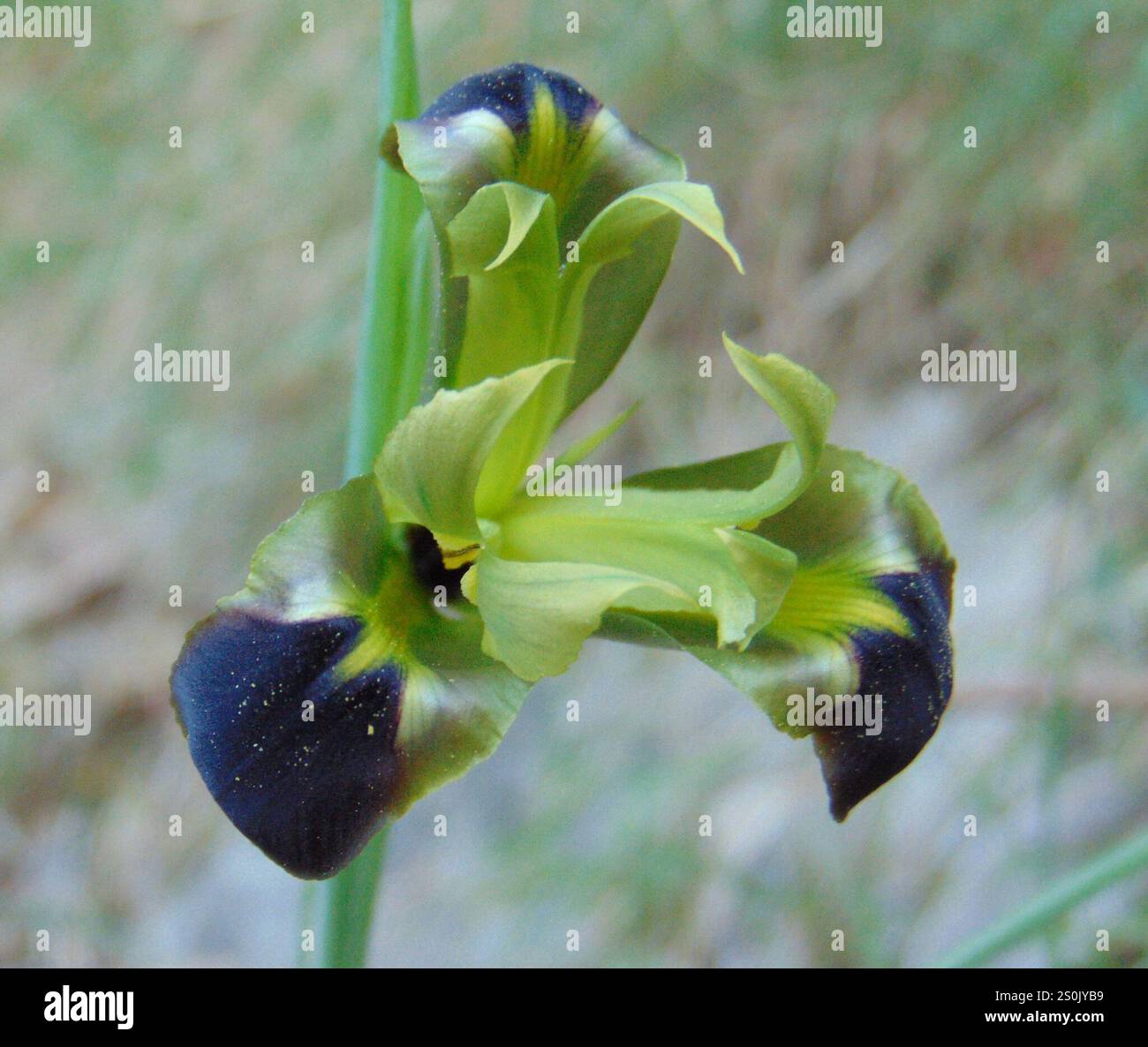 Snake's-head Iris (Iris tuberosa Stock Photo - Alamy
