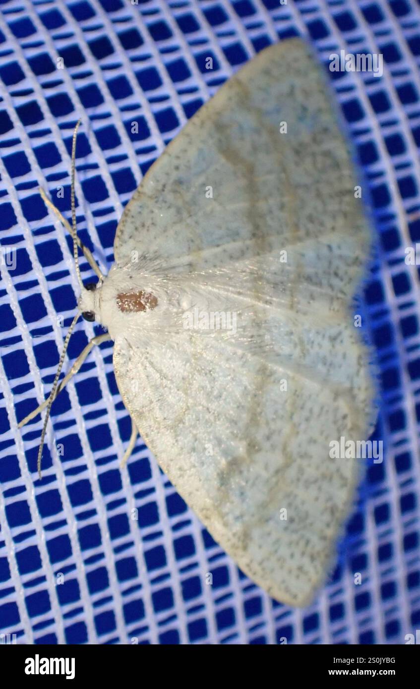Northern Wave Moth (Cabera exanthemata Stock Photo - Alamy