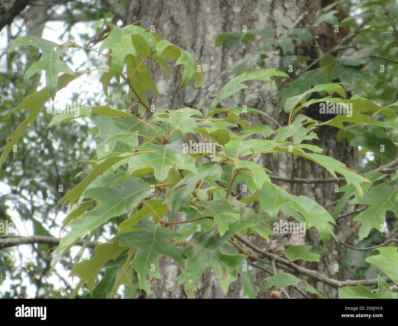 southern red oak (Quercus falcata Stock Photo - Alamy