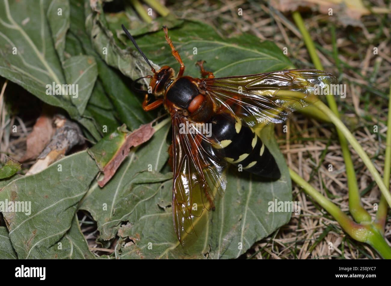Eastern Cicada-killer Wasp (Sphecius speciosus Stock Photo - Alamy
