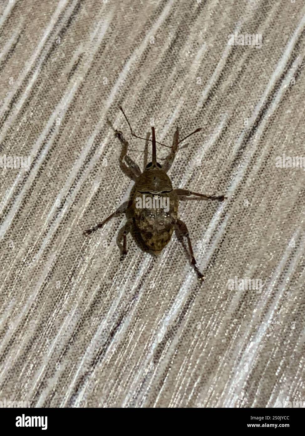 Nut and Acorn Weevils (Curculio Stock Photo - Alamy