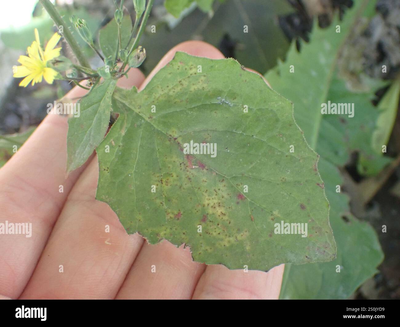 nipplewort (Lapsana communis Stock Photo - Alamy