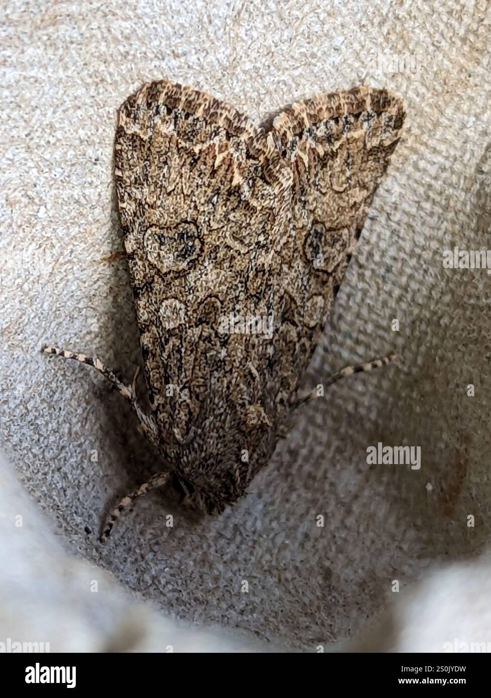 Nutmeg Moth (Anarta trifolii Stock Photo - Alamy