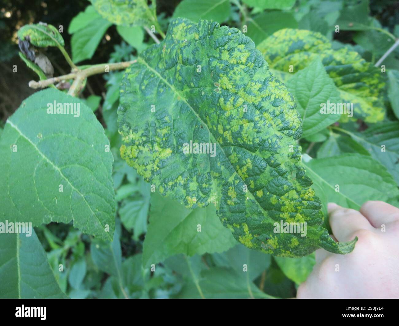 Cucumber mosaic virus (Cucumovirus cmv Stock Photo - Alamy