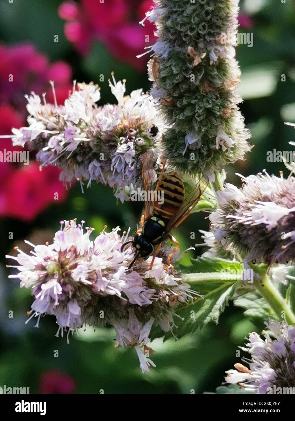 Red-banded Yellowjacket (Vespula rufa Stock Photo - Alamy
