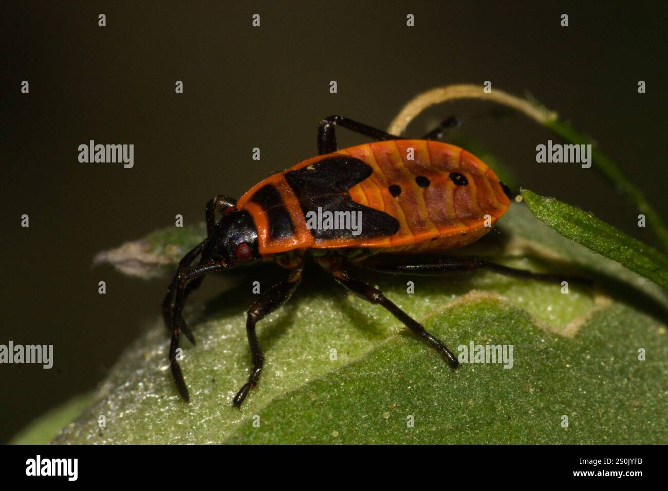 European Firebug (Pyrrhocoris apterus Stock Photo - Alamy