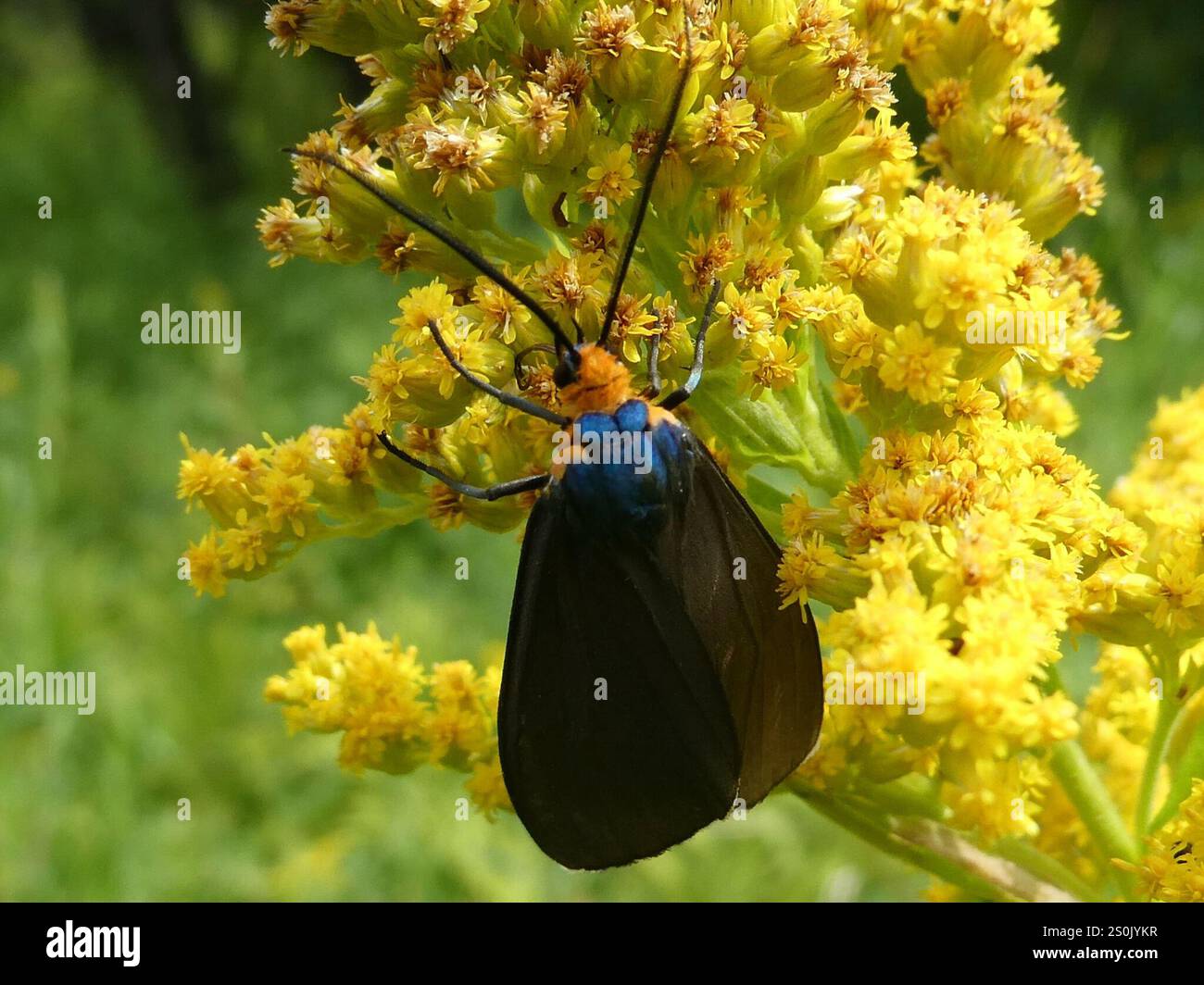 Virginia Ctenucha Moth (Ctenucha virginica Stock Photo - Alamy