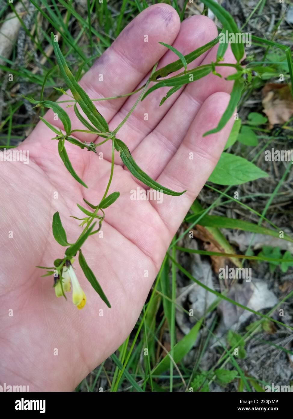Common Cow-wheat (Melampyrum pratense Stock Photo - Alamy