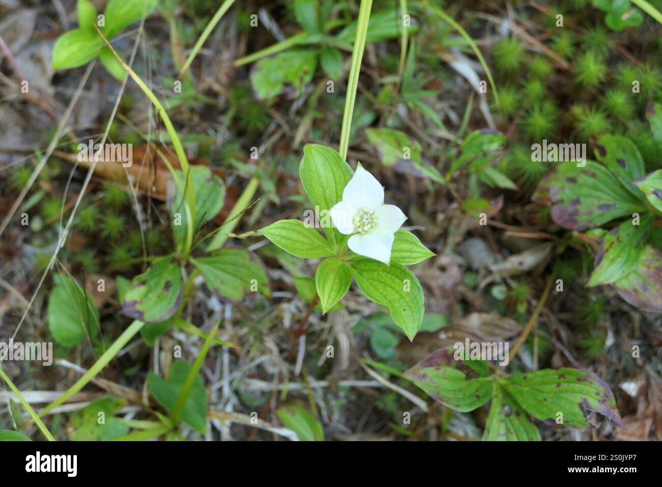 Canadian bunchberry (Cornus canadensis Stock Photo - Alamy