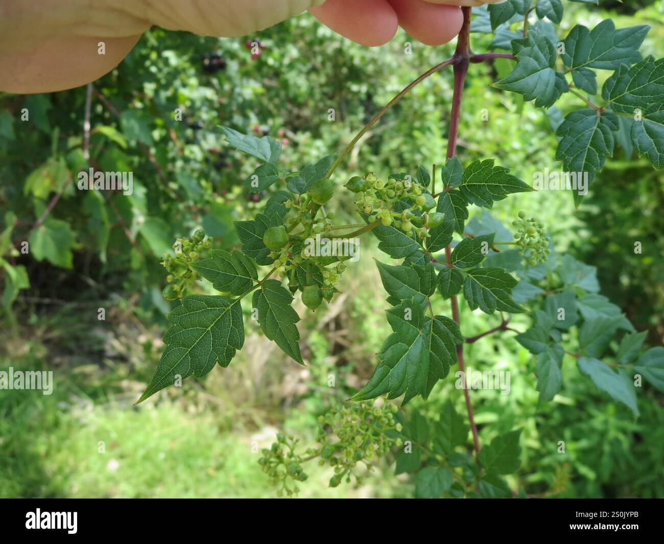 peppervine (Nekemias arborea Stock Photo - Alamy